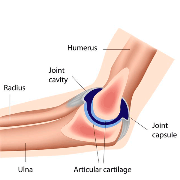 elbow hinge joint flexion